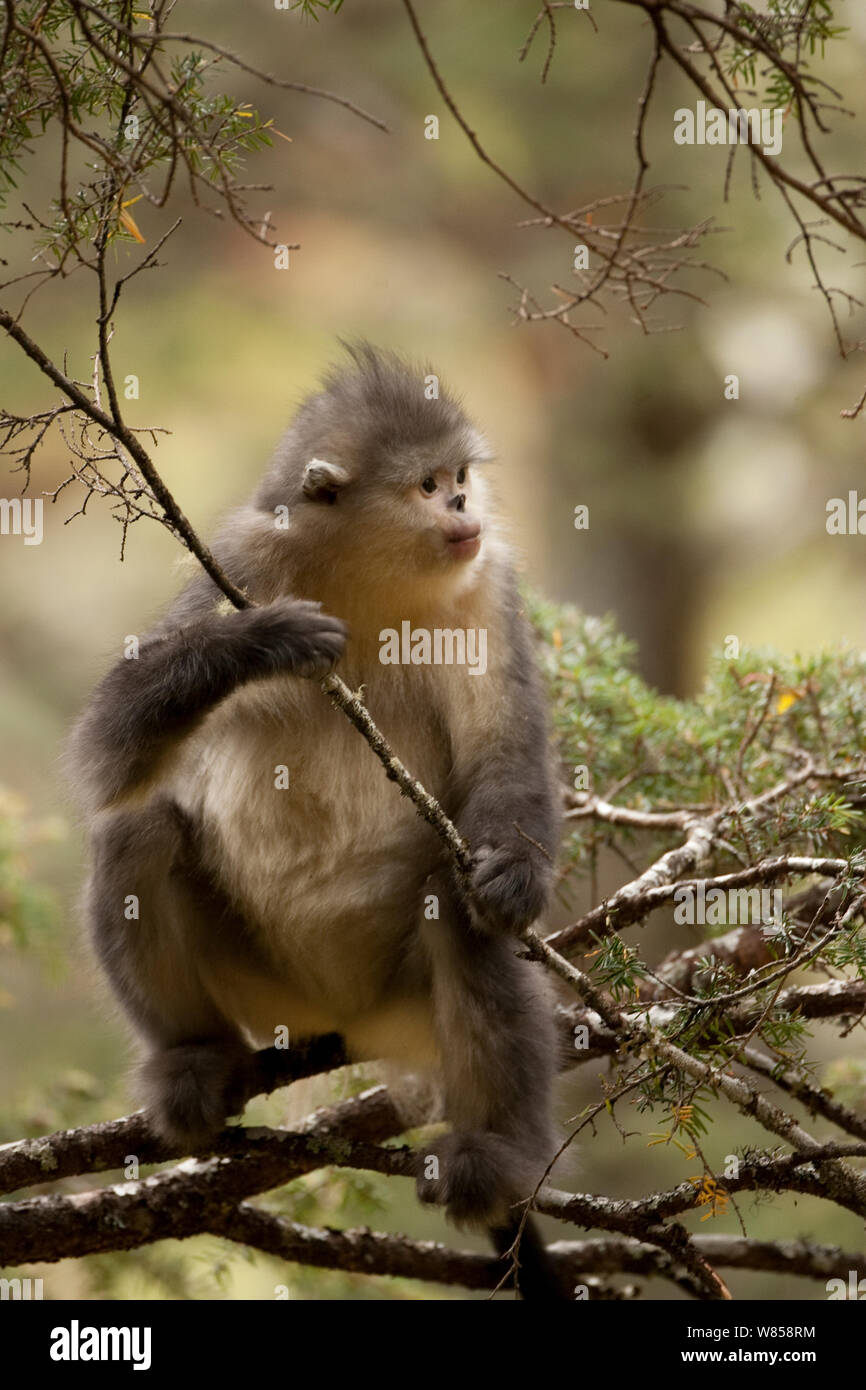 Yunnan snub-nosed monkey (Rhinopithecus bieti) in tree, Baima Snow ...