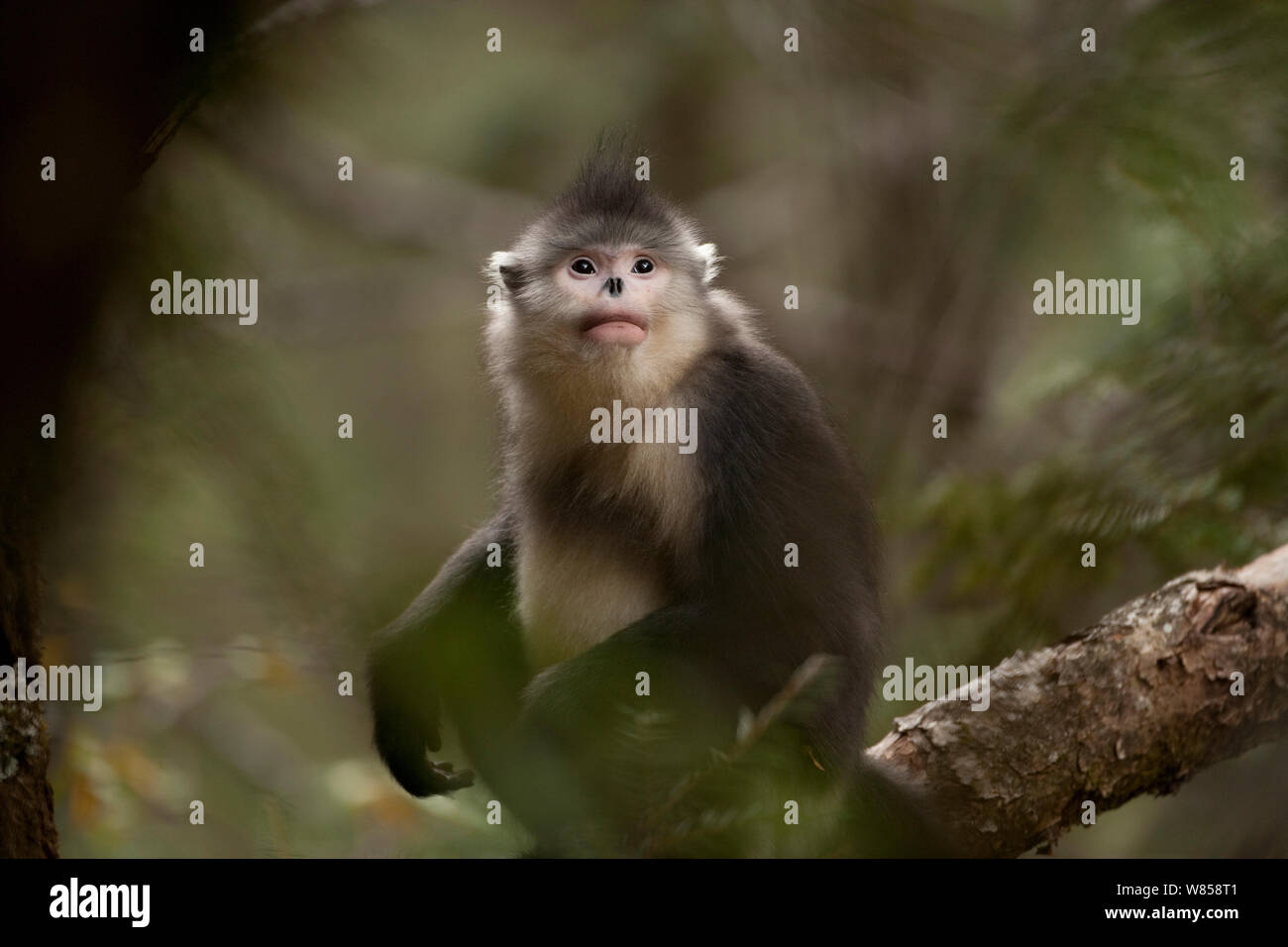 Yunnan snub-nosed monkey (Rhinopithecus bieti) in tree, Baima Snow ...