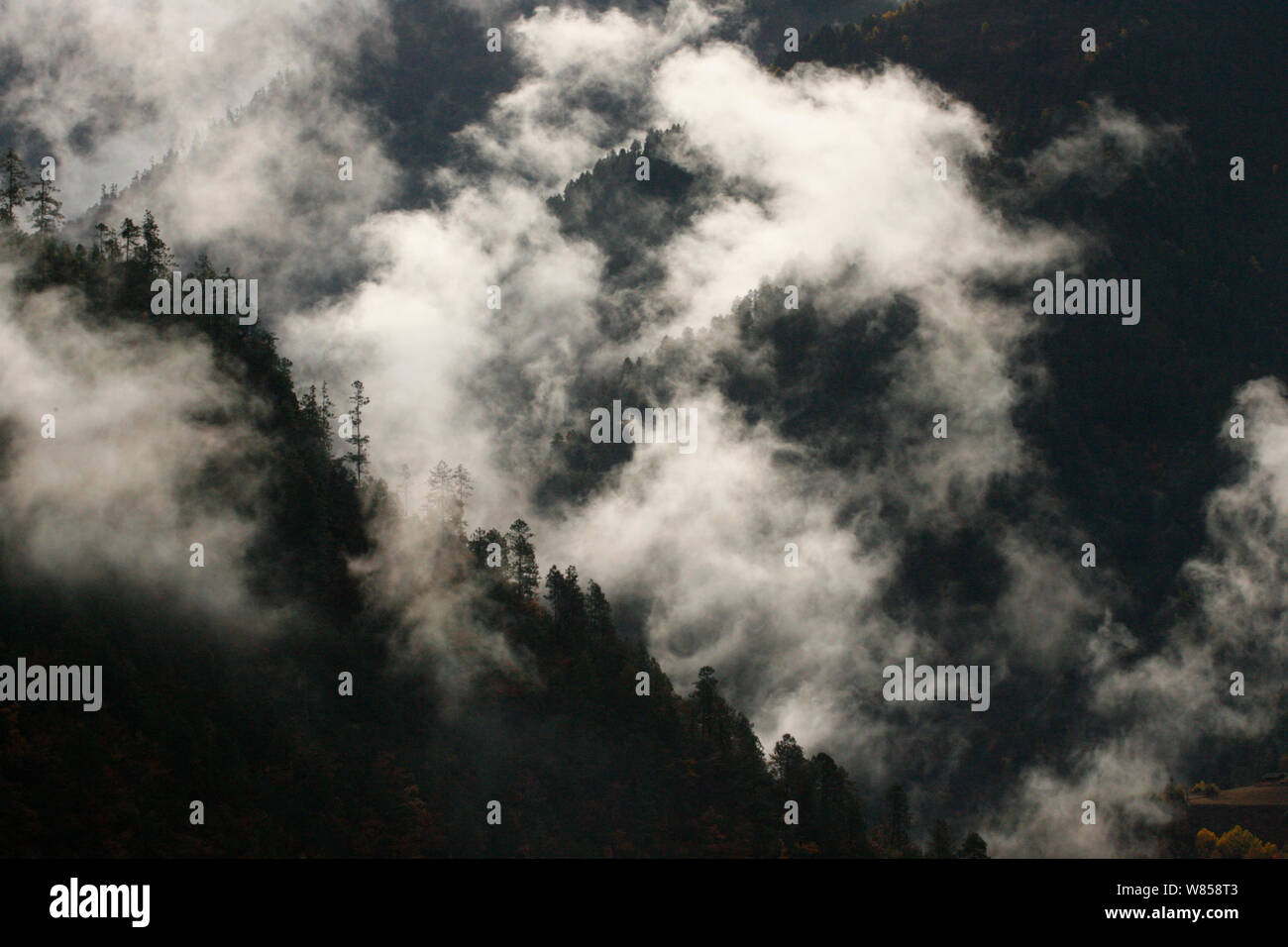 Baima Snow Mountain Nature reserve, home of Yunnan snub-nosed monkey ...