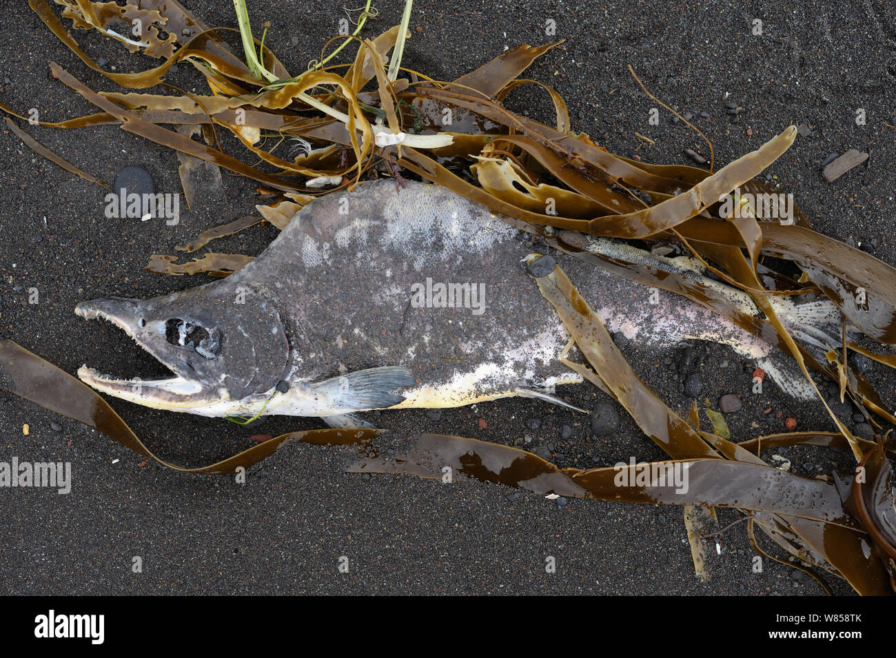 Marine life cycle hi-res stock photography and images - Alamy