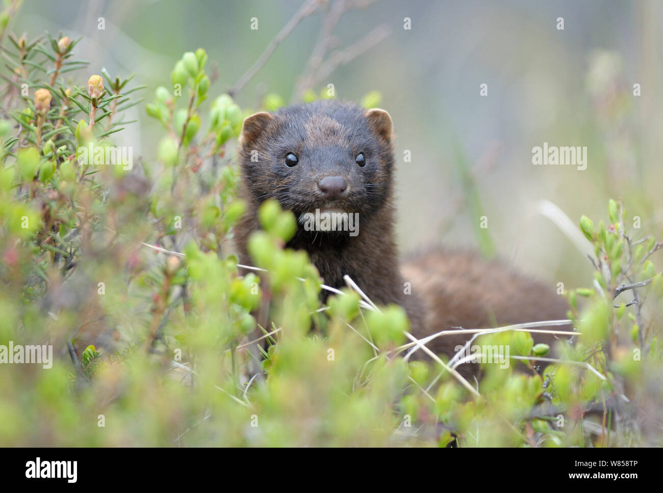 American mink russia hi-res stock photography and images - Alamy