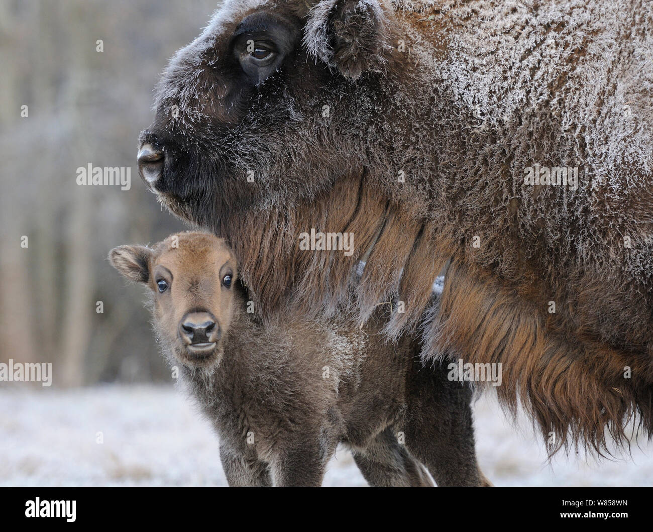 Russian bison reserve hi-res stock photography and images - Alamy