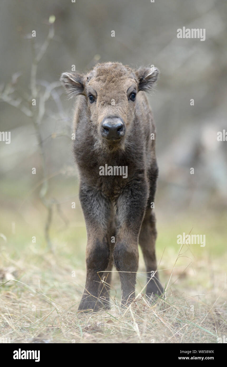 Russian bison reserve hi-res stock photography and images - Alamy