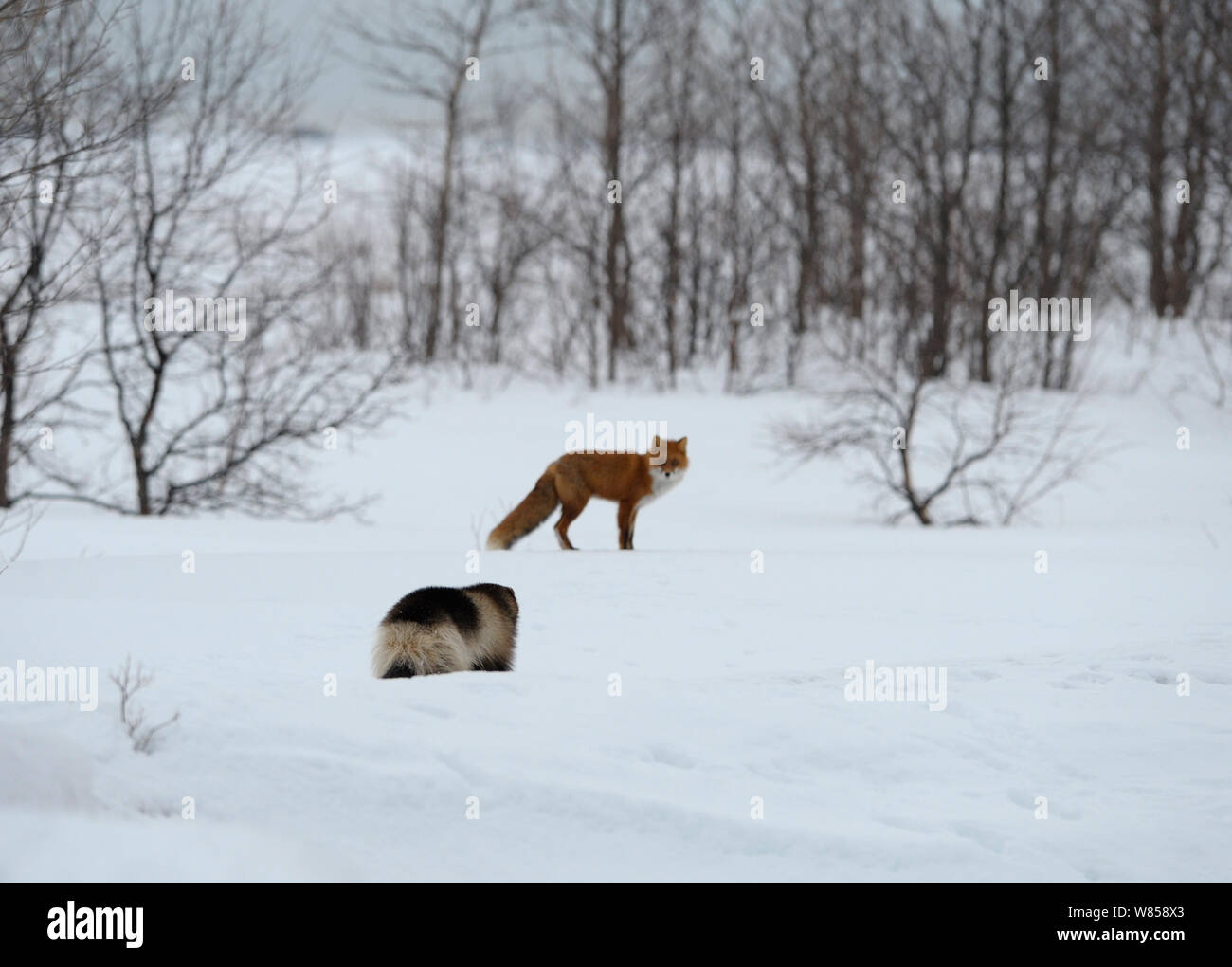 Wolverine (Gulo gulo) defending territory from Red Fox (Vulpes vulpes ...