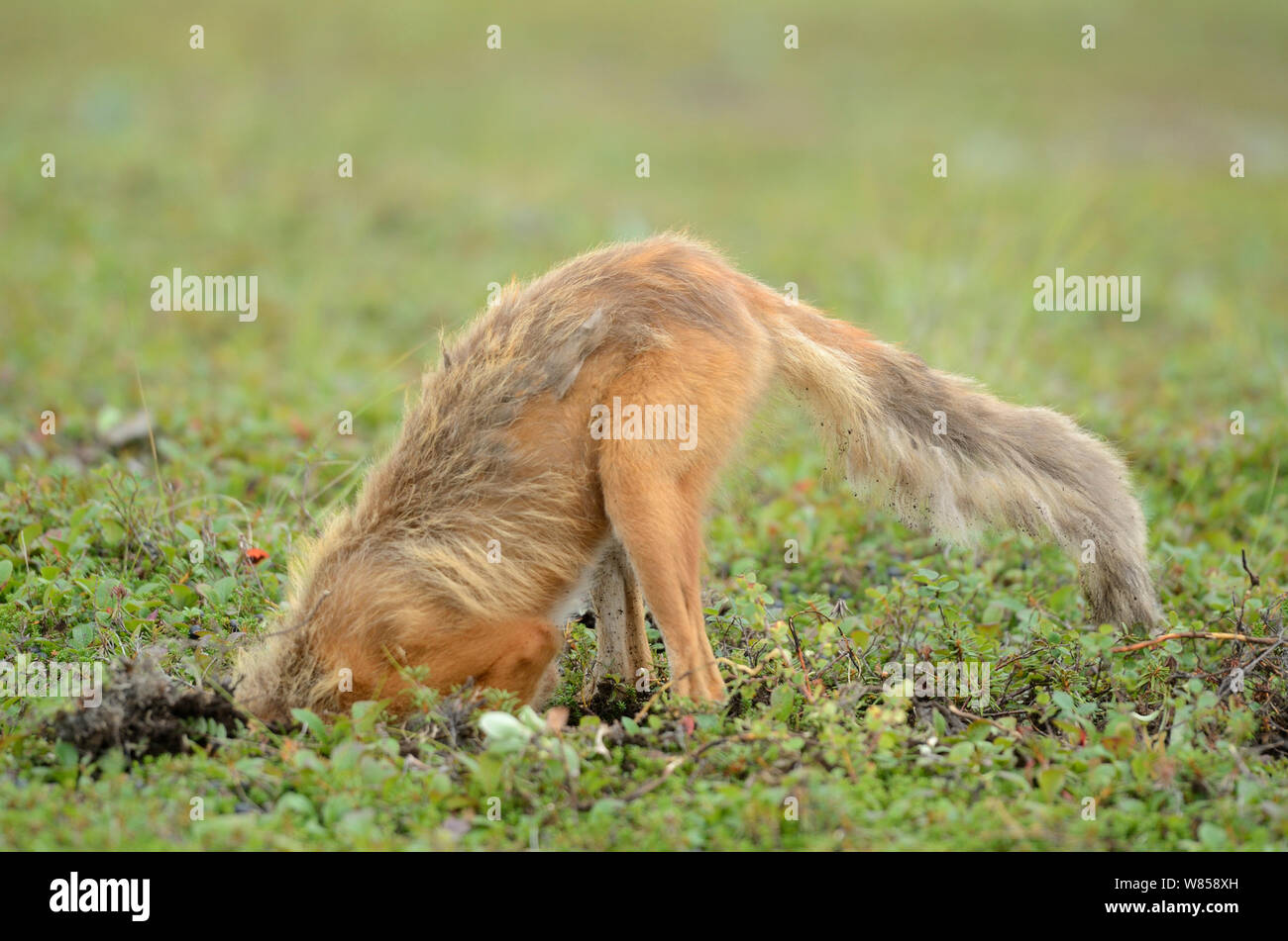 Red Fox (Vulpes vulpes) digging into a ground squirrel hole. Kronotsky ...