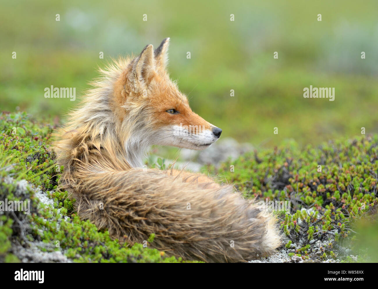 Red Fox (Vulpes vulpes) resting on tundra. Kronotsky Zapovednik Nature ...
