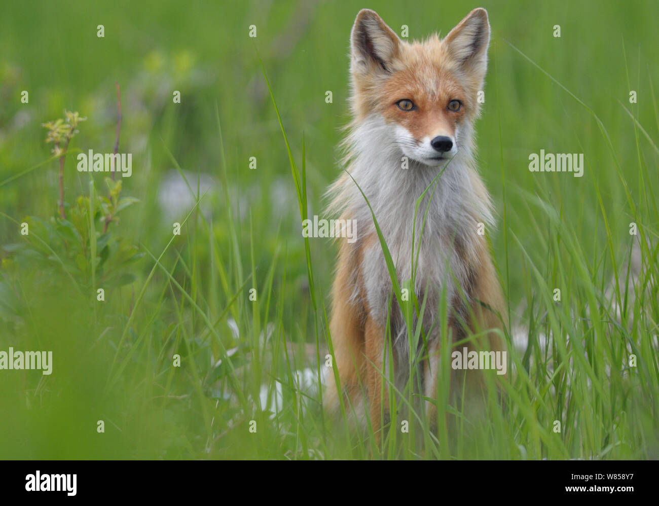 Red Fox (Vulpes vulpes) portrait. Kronotsky Zapovednik Nature Reserve ...