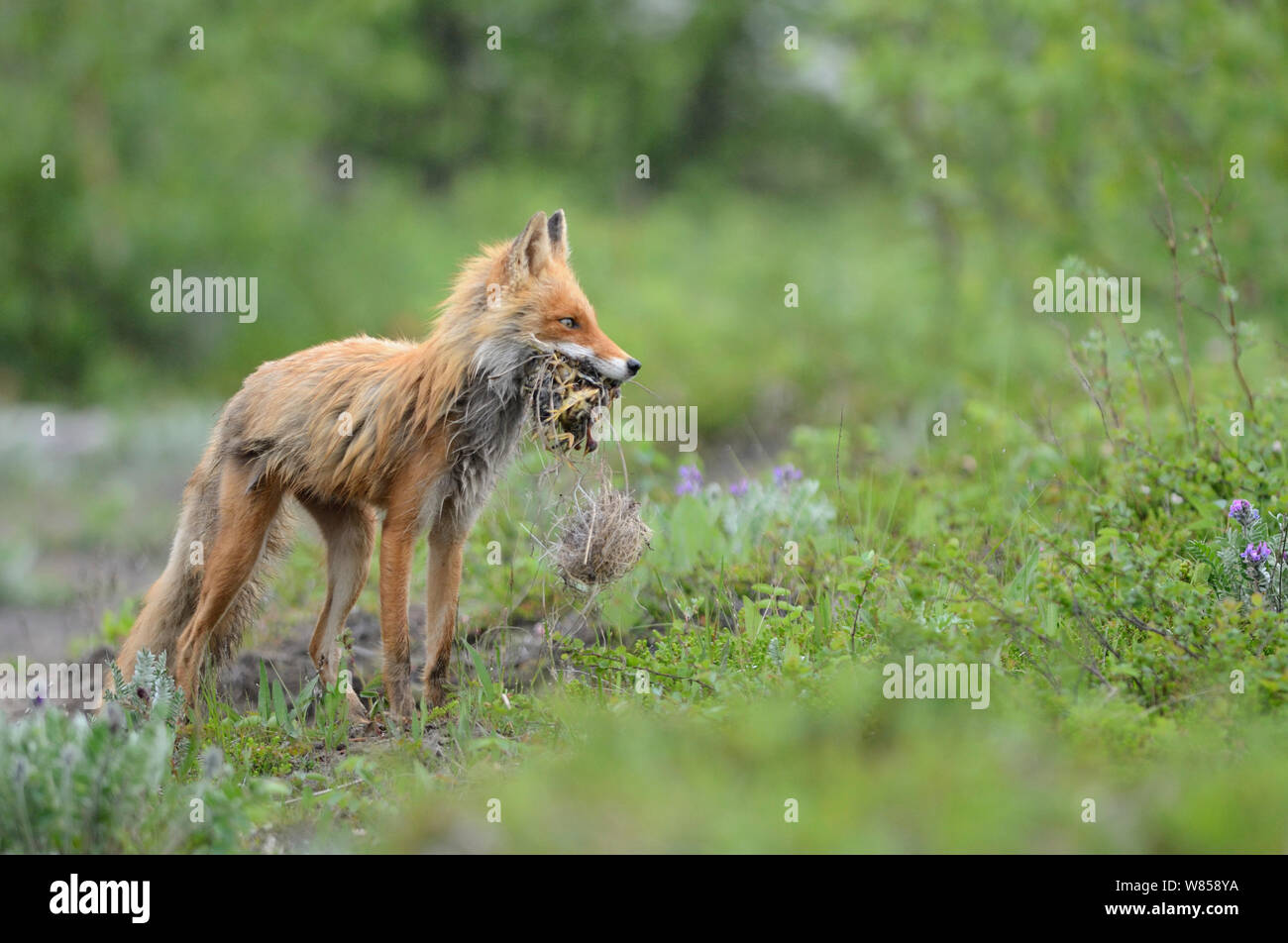 Fox Nest High Resolution Stock Photography and Images - Alamy