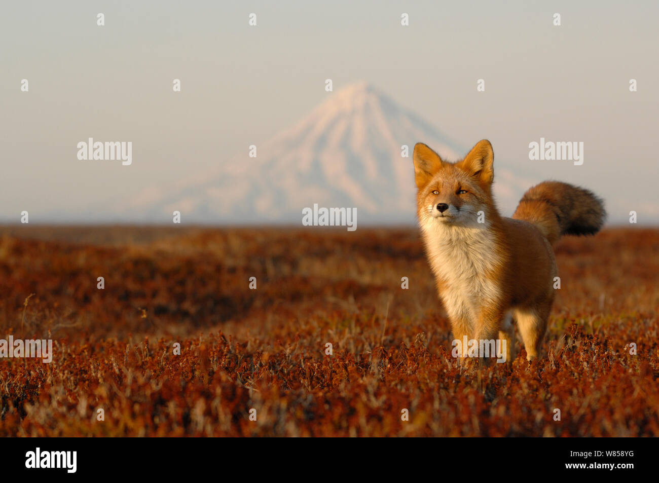 Red Fox (Vulpes vulpes) portrait in autumn grass, with Kronotsky ...
