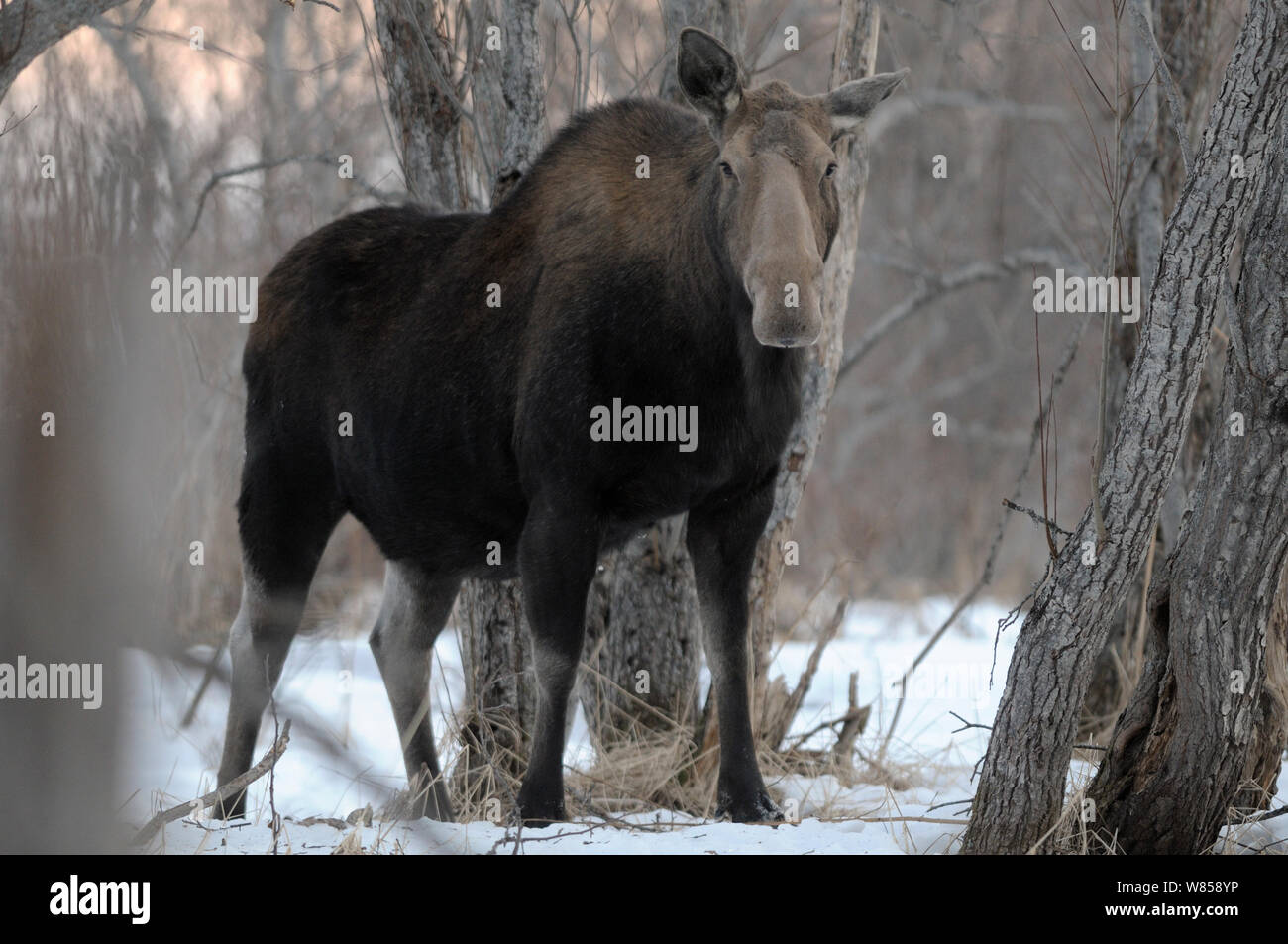Kronotsky moose hi-res stock photography and images - Alamy