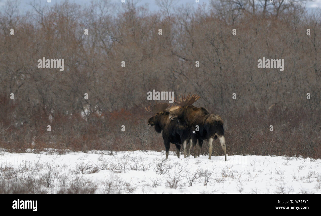 Two male Moose (Alces alces) with large antlers. Kronotsky Zapovednik ...