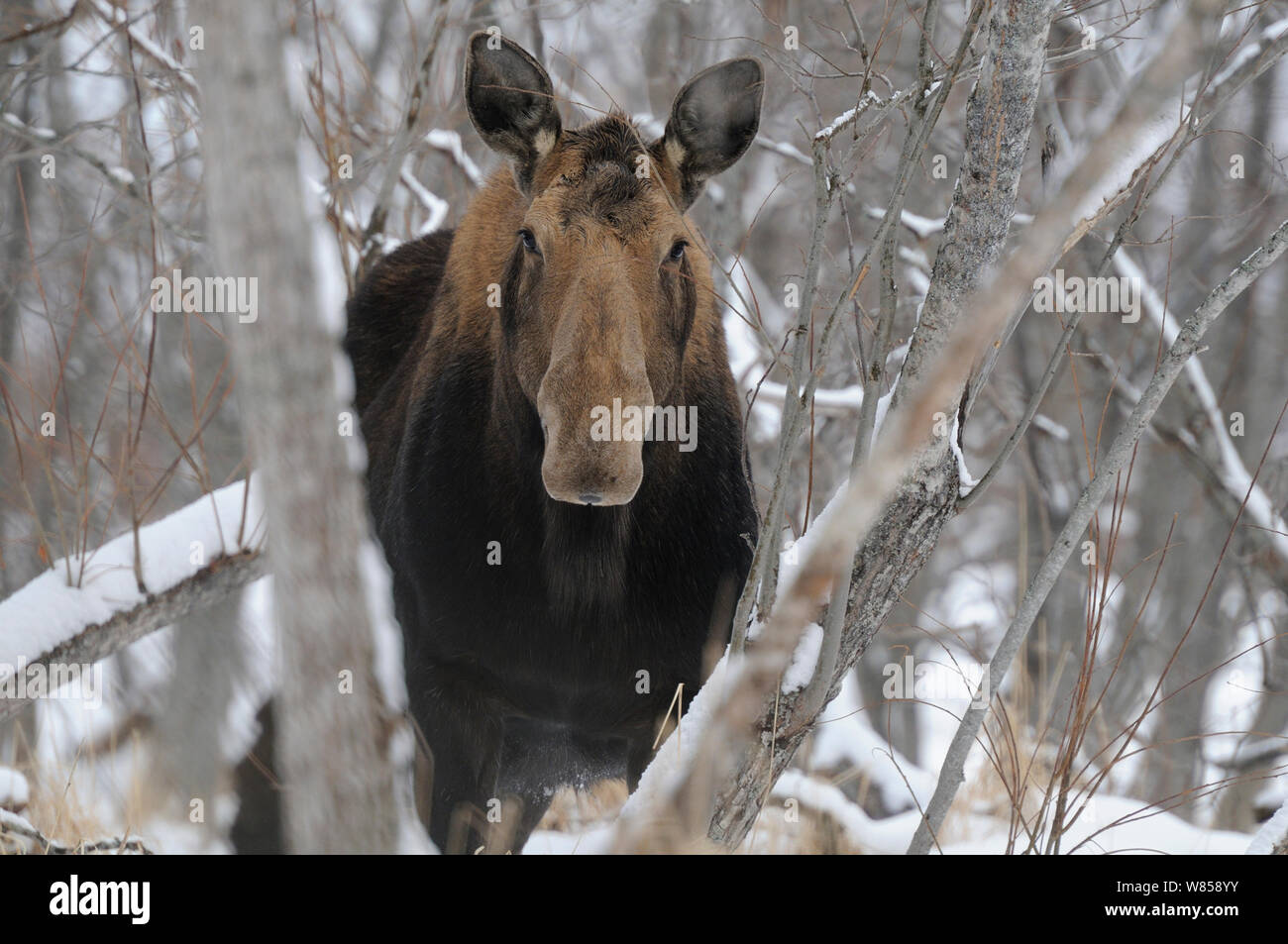 Female Moose (Alces alces) among river willlow bushes. Kronotsky ...