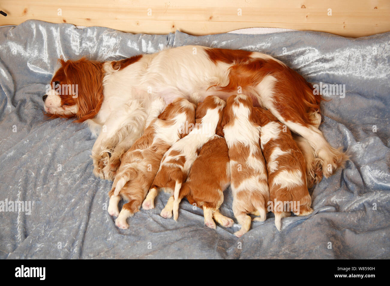 Cavalier King Charles Spaniel bitch with blenheim coat nursing puppies ...