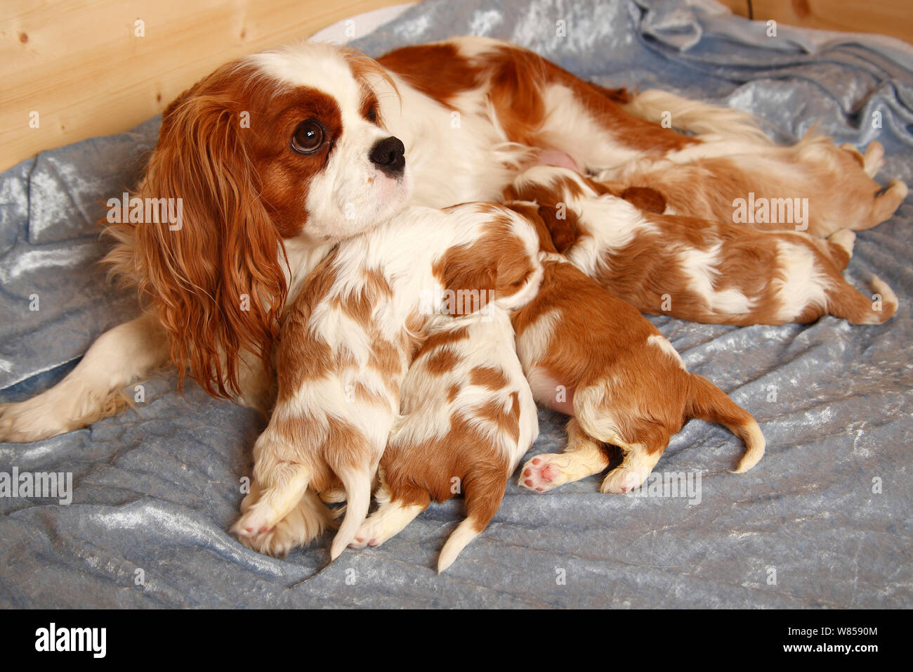 Cavalier King Charles Spaniel bitch with blenheim coat nursing puppies ...