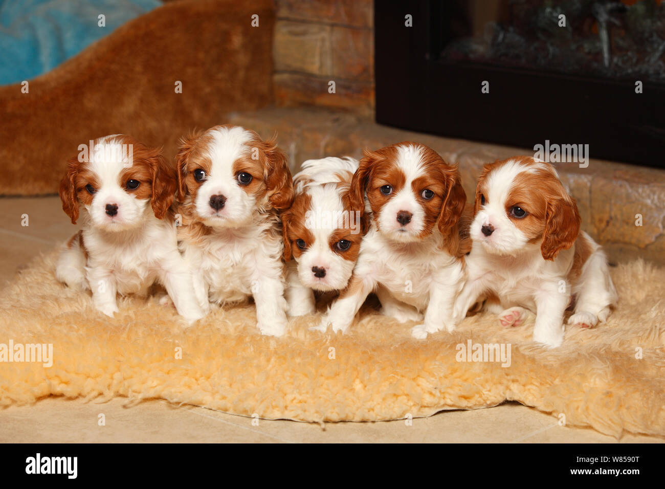 Cavalier King Charles Spaniel, puppies with blenheim coat aged 5 weeks ...