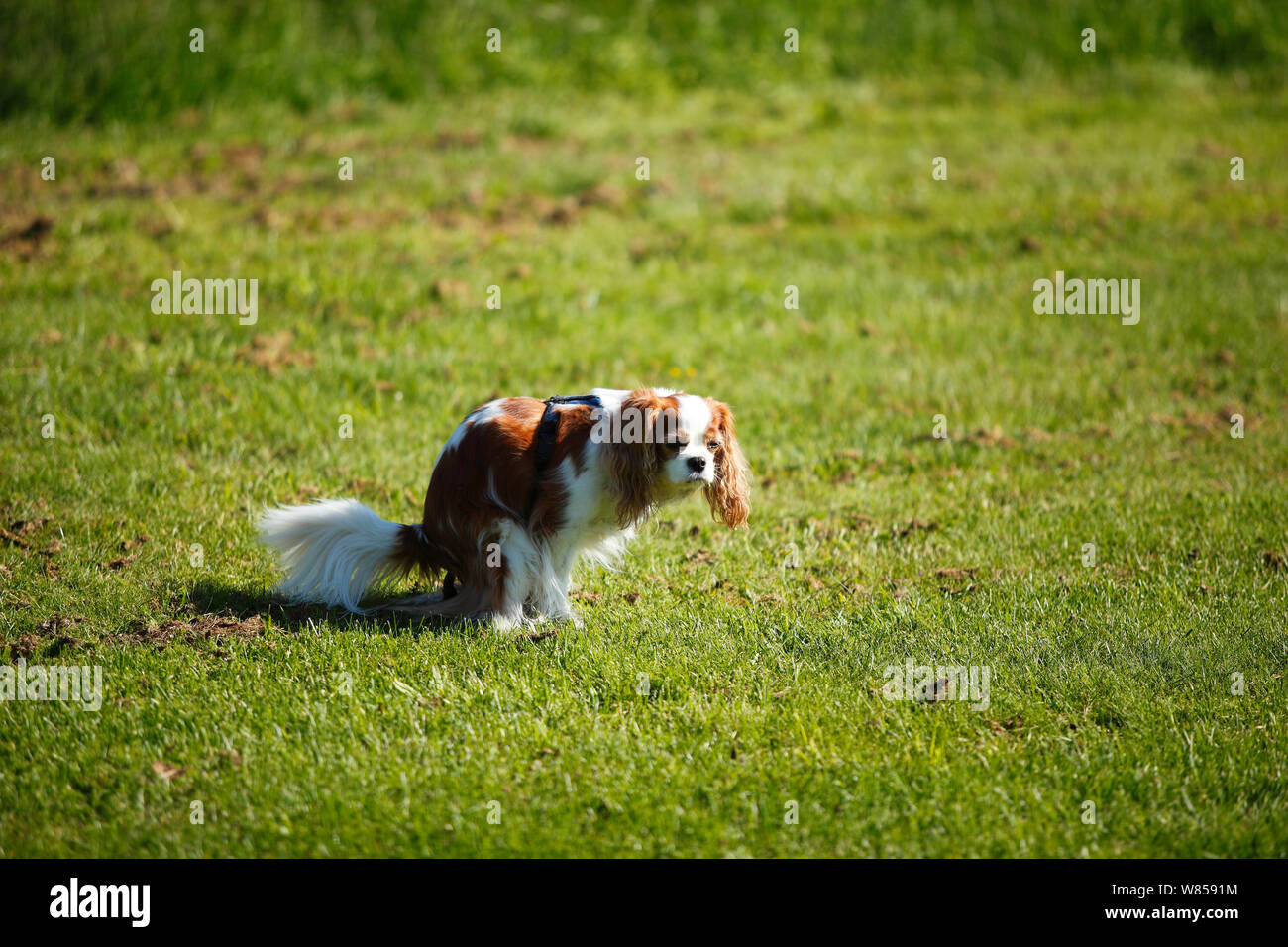 Cavalier King Charles Spaniel, bitch with blenheim coat defecating on ...