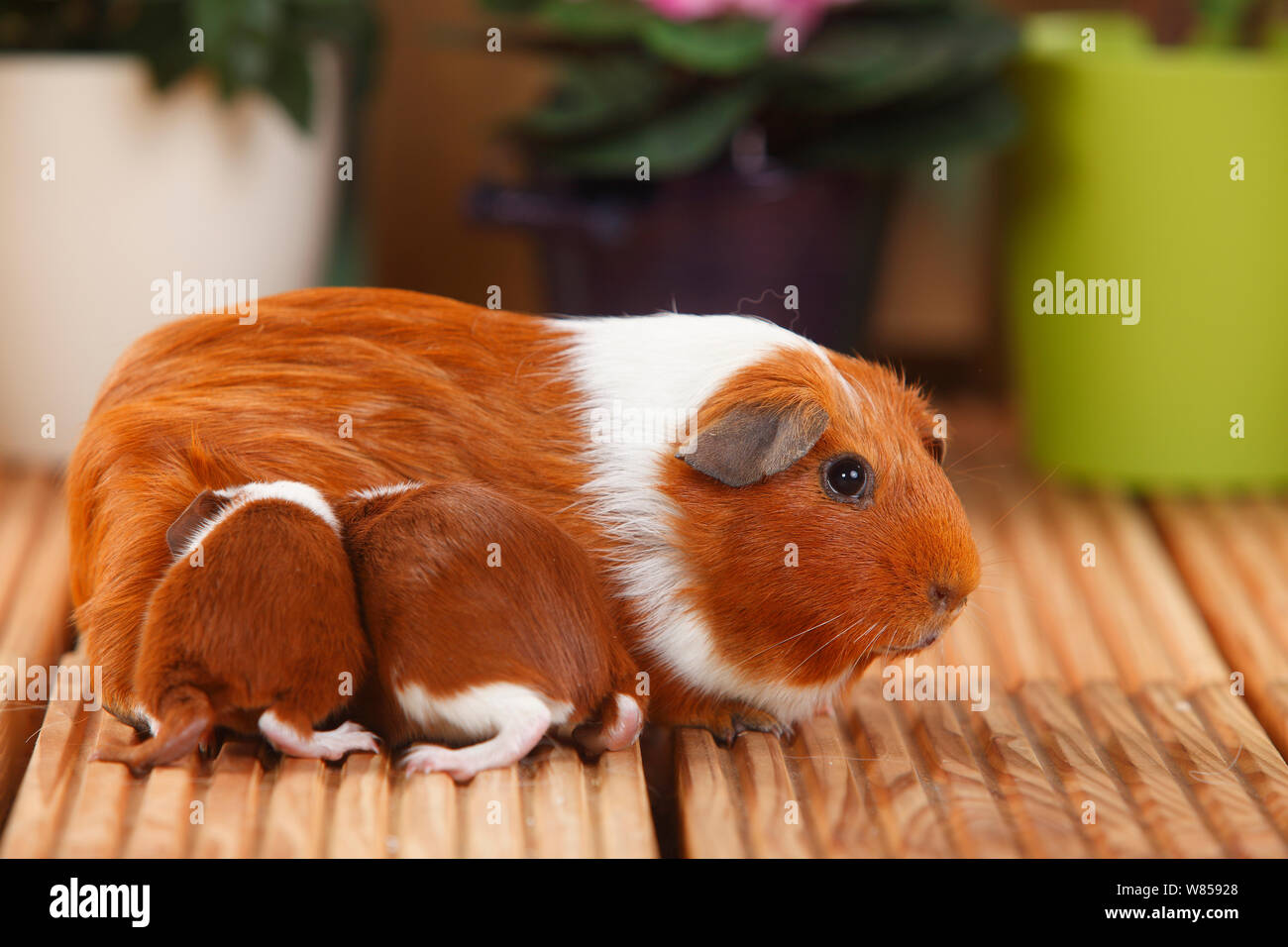 Baby Guinea Pig Pup High Resolution Stock Photography and Images - Alamy