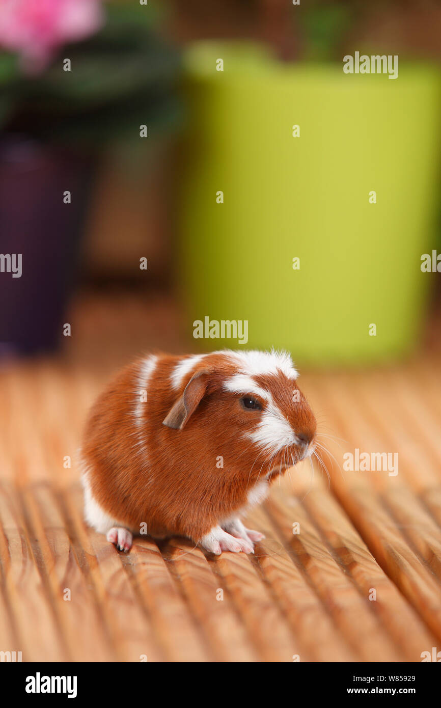 English crested guinea pig hi-res stock photography and images - Alamy