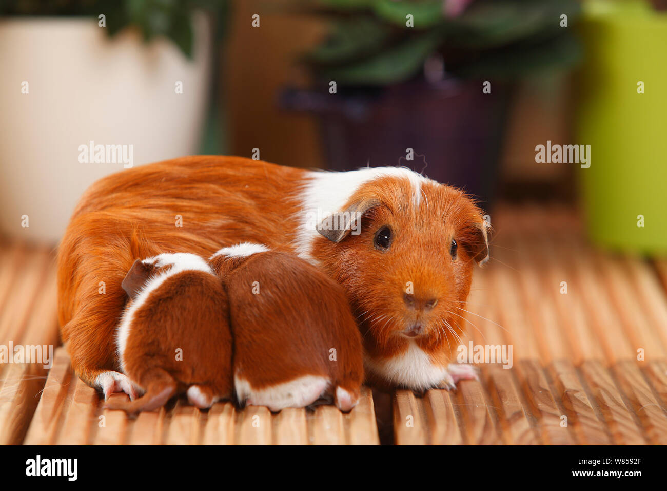 English Guinea Pig with suckling pups aged 4 days, with red-white coat ...