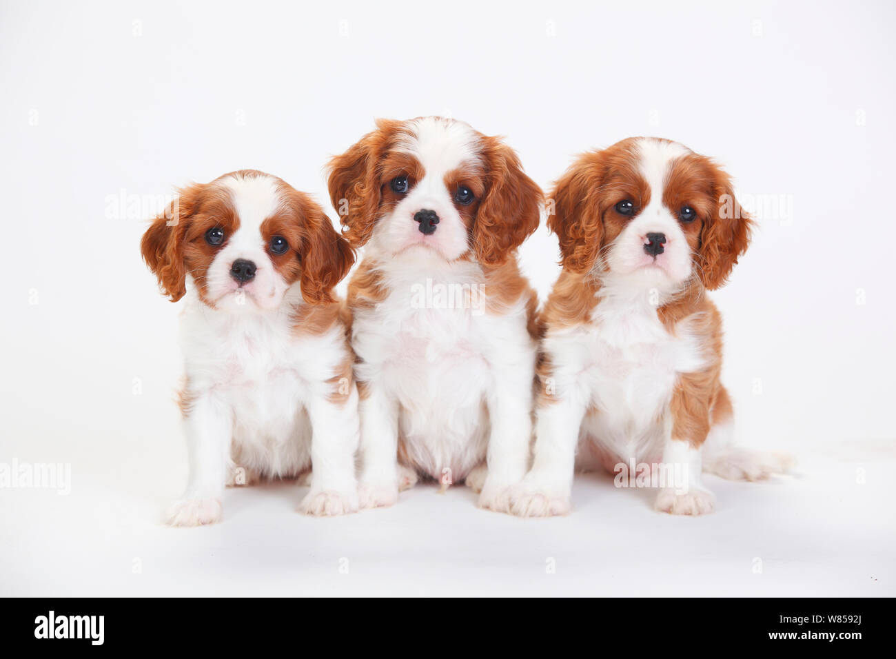 Cavalier King Charles Spaniel, three puppies with blenheim coat Stock ...