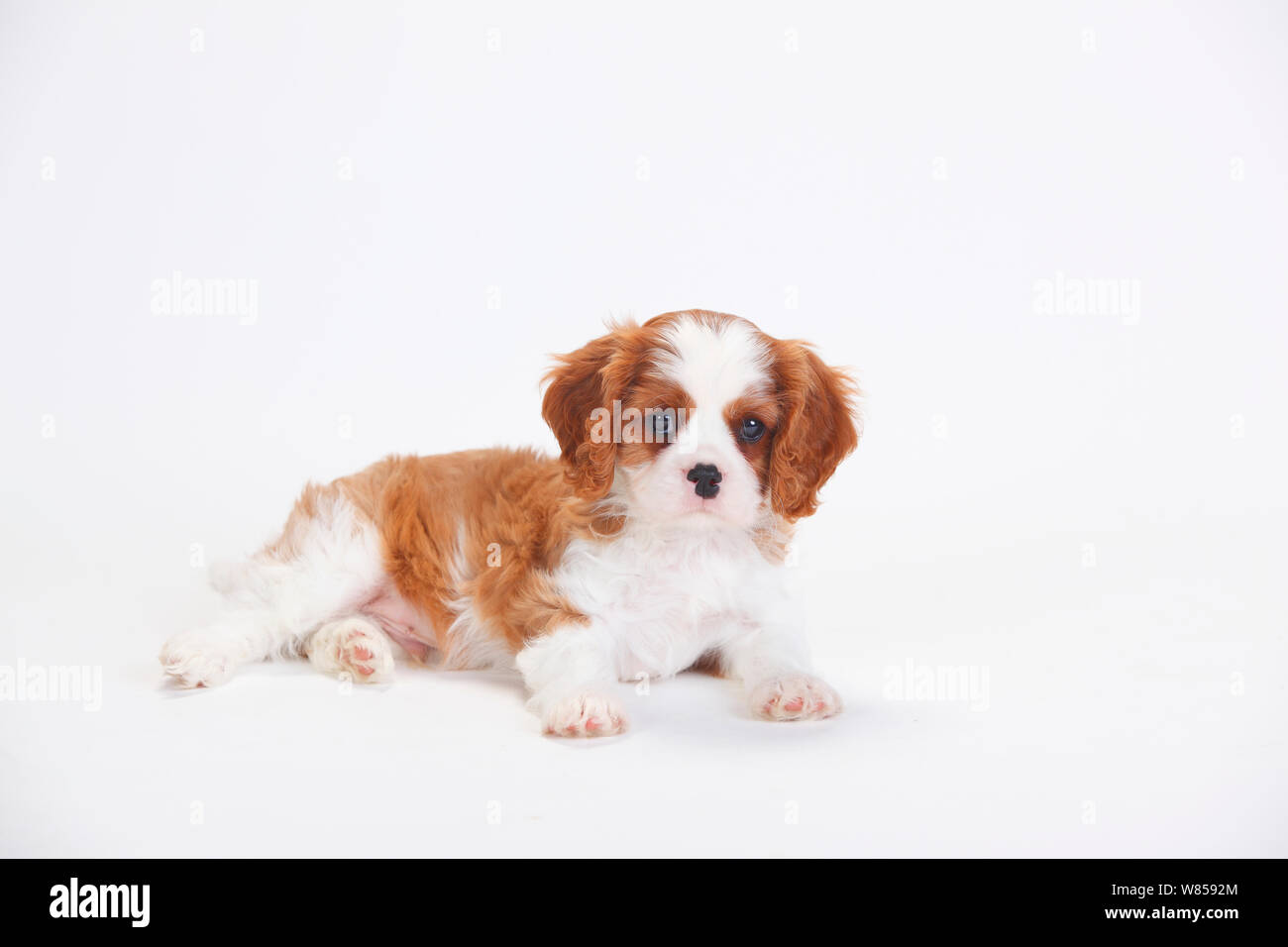 Blenheim coat hi-res stock photography and images - Alamy
