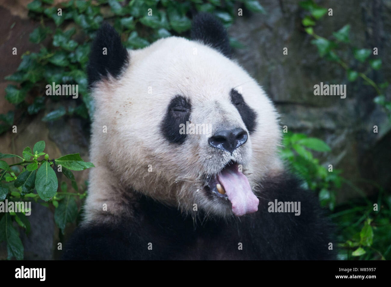 A Giant panda eats mooncake-shaped fodder in Hangzhou zoo in Hangzhou ...