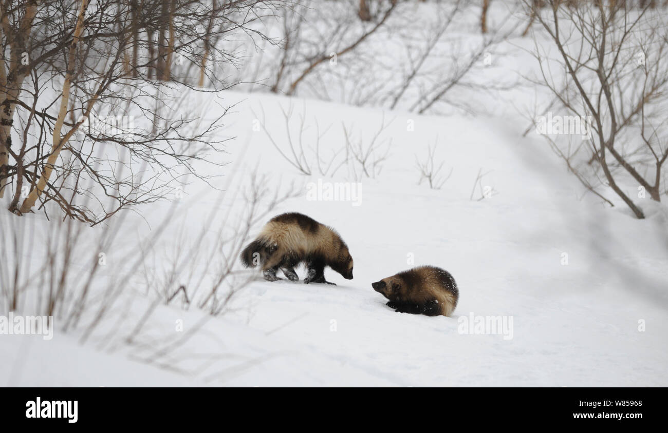 Wolverines (Gulo gulo) meeting, in dominant and submissive postures ...