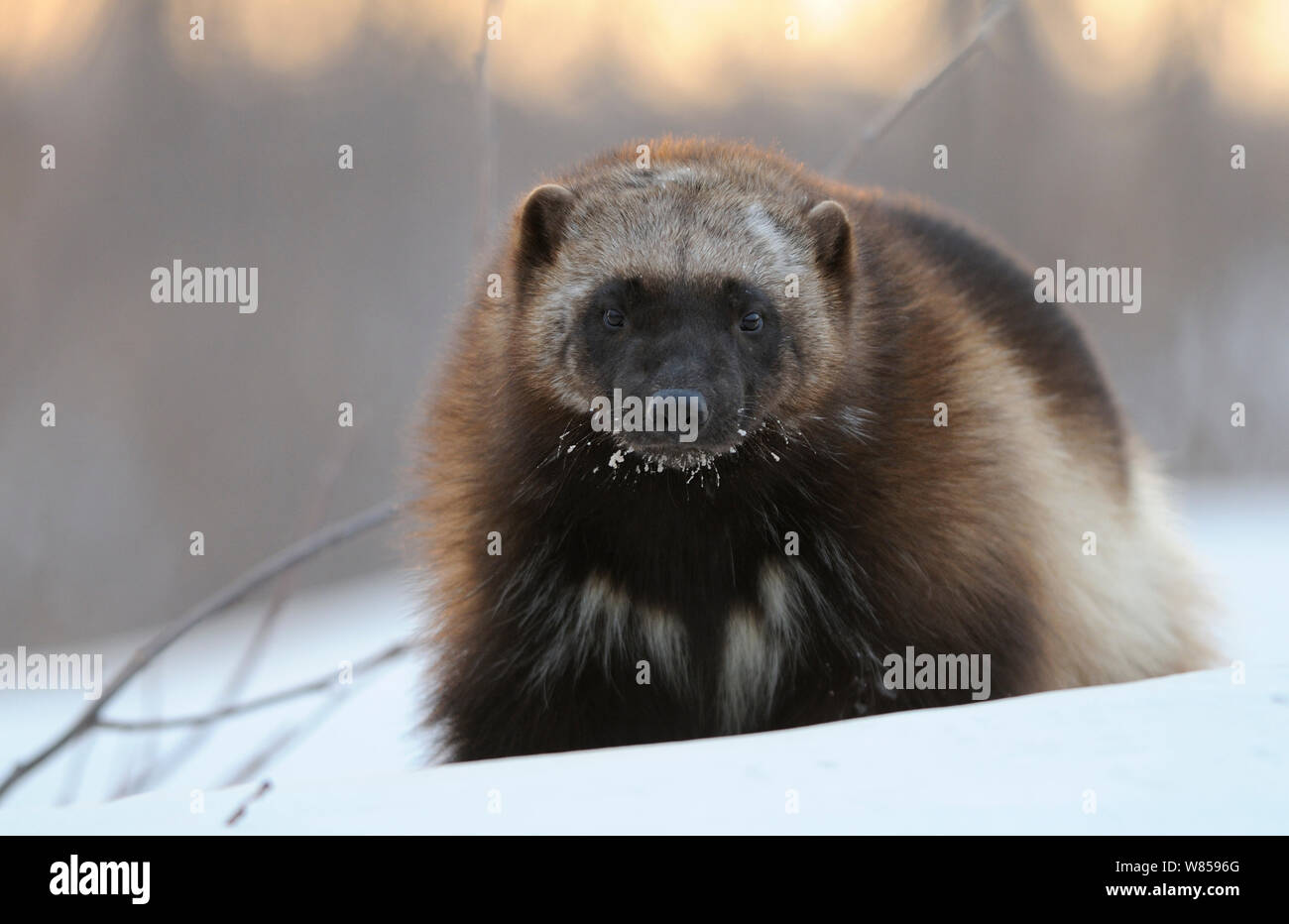 Wolverine (Gulo gulo) portrait. Kronotsky Zapovednik Nature Reserve ...