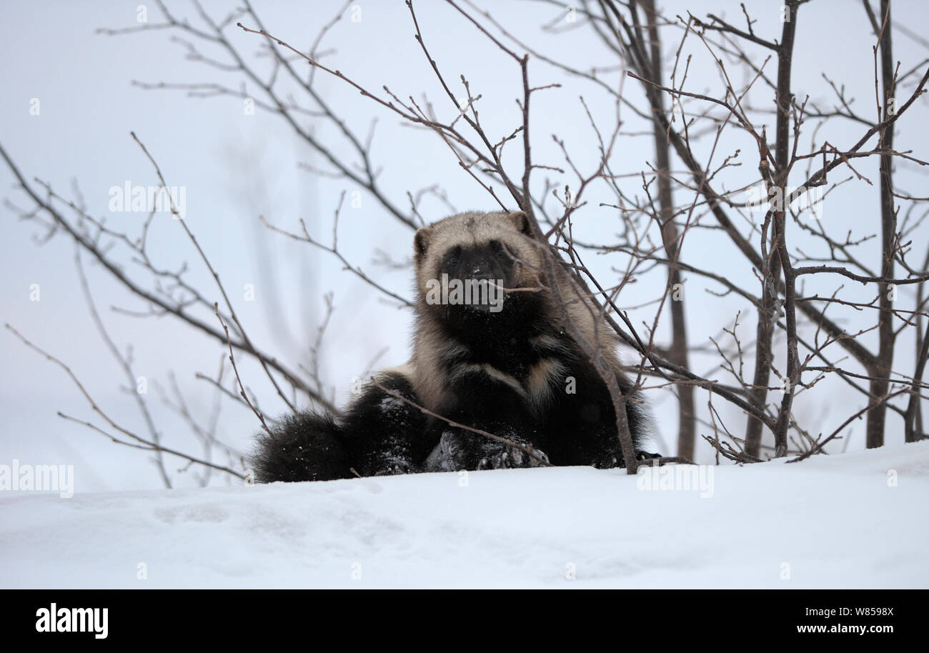 Mammals of east asia hi-res stock photography and images - Alamy