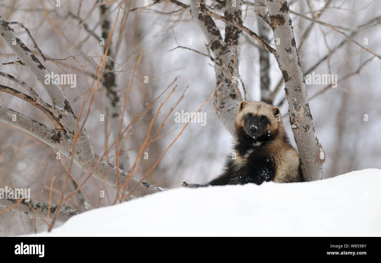 Wolverine (Gulo gulo) sitting under tree. Kronotsky Zapovednik Nature ...