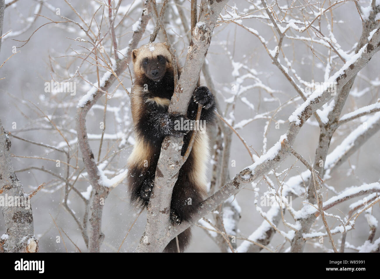 Wolverine (Gulo gulo) climbing tree. Kronotsky Zapovednik Nature ...