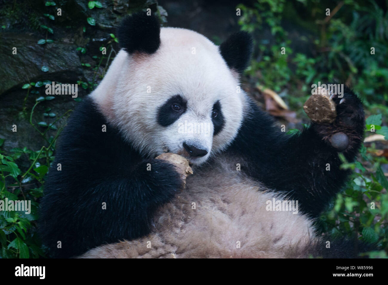 A Giant panda eats mooncake-shaped fodder in Hangzhou zoo in Hangzhou ...