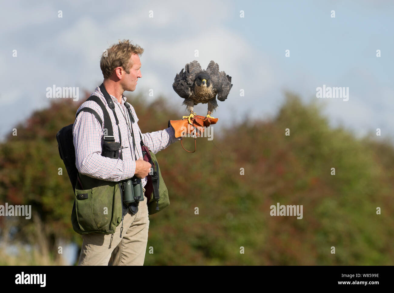 Falconer High Resolution Stock Photography and Images - Alamy