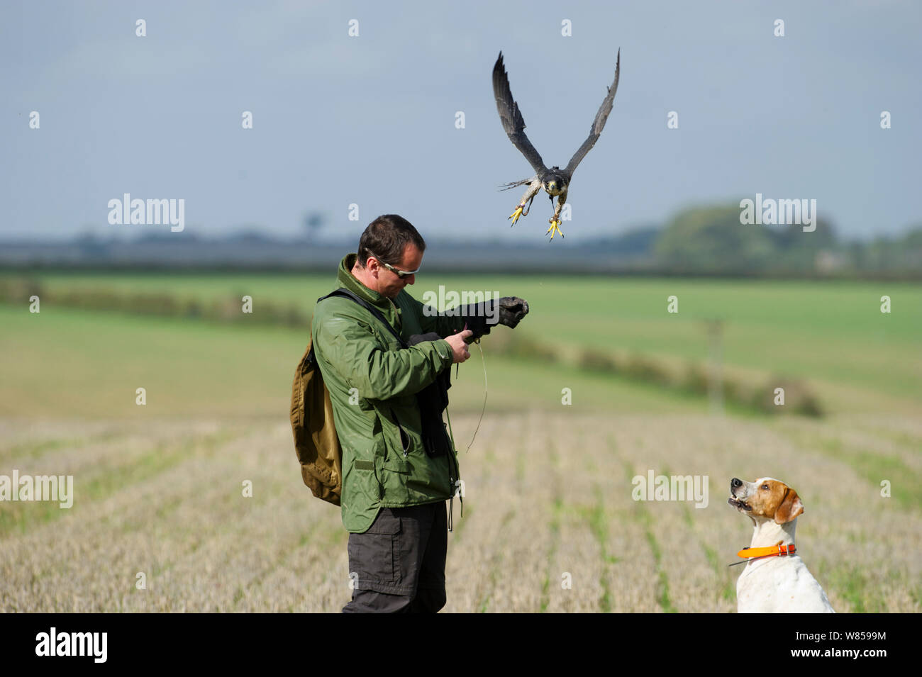 Falconry Dog High Resolution Stock Photography and Images - Alamy