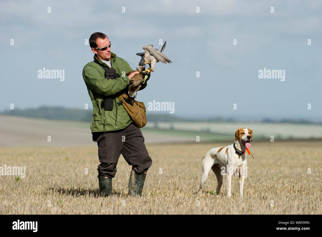 Falconry dog hi-res stock photography and images - Alamy