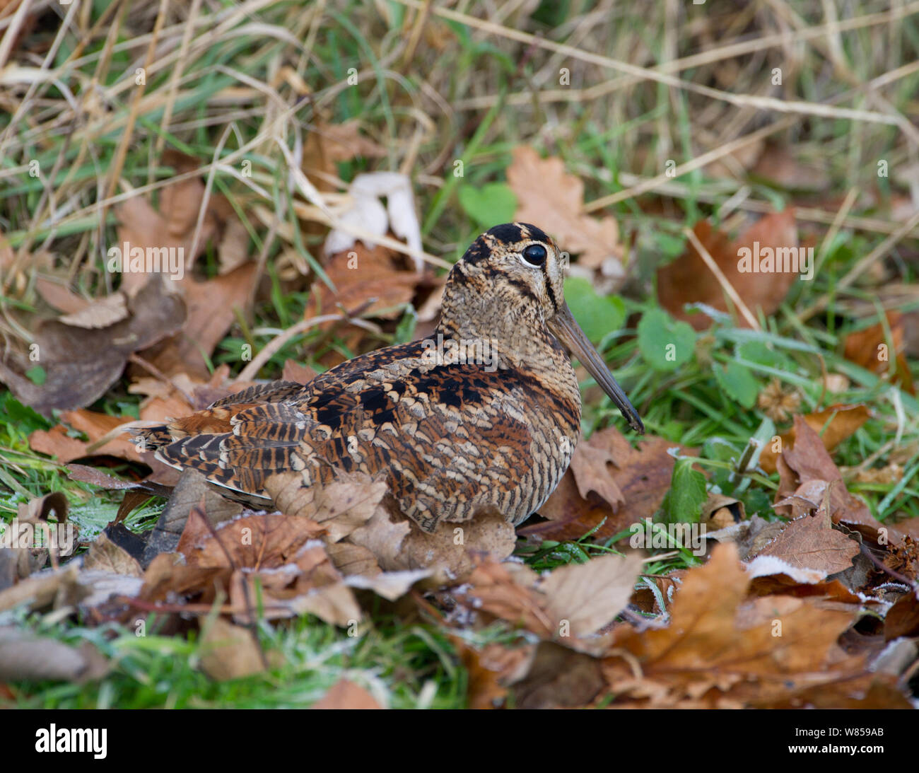 Scolopax rusticola norfolk hi-res stock photography and images - Alamy