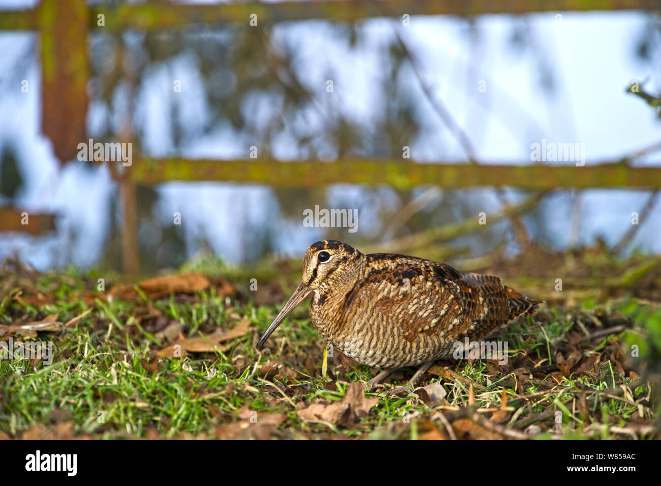 Woodcock (Scolopax rusticola) Norfolk, December Stock Photo - Alamy
