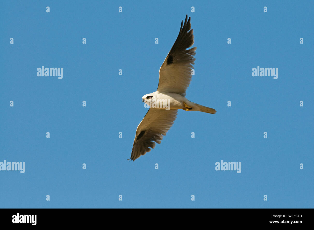 Black-shouldered Kite (Elanus notatus) Queensland Australia Stock Photo ...