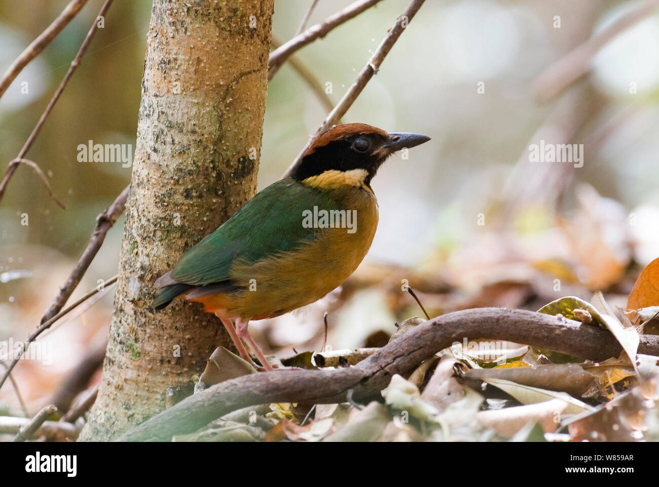 Noisy Pitta (Pitta versicolor) on twig, Queensland Australia Stock ...
