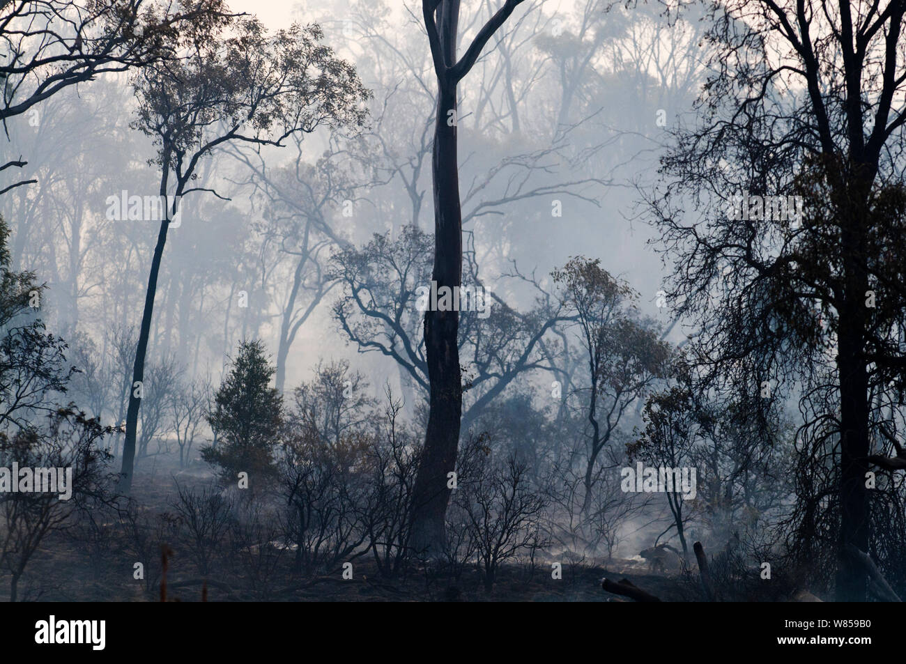 Aftermath of a bush fire near Charter Towers Queensland, Australia ...