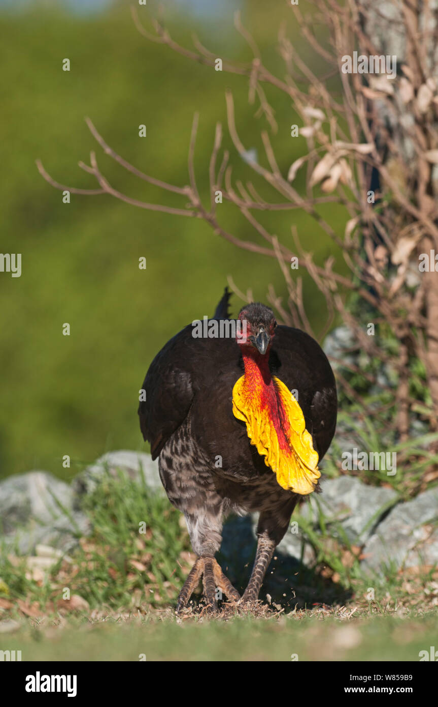Australian megapodes hi-res stock photography and images - Alamy