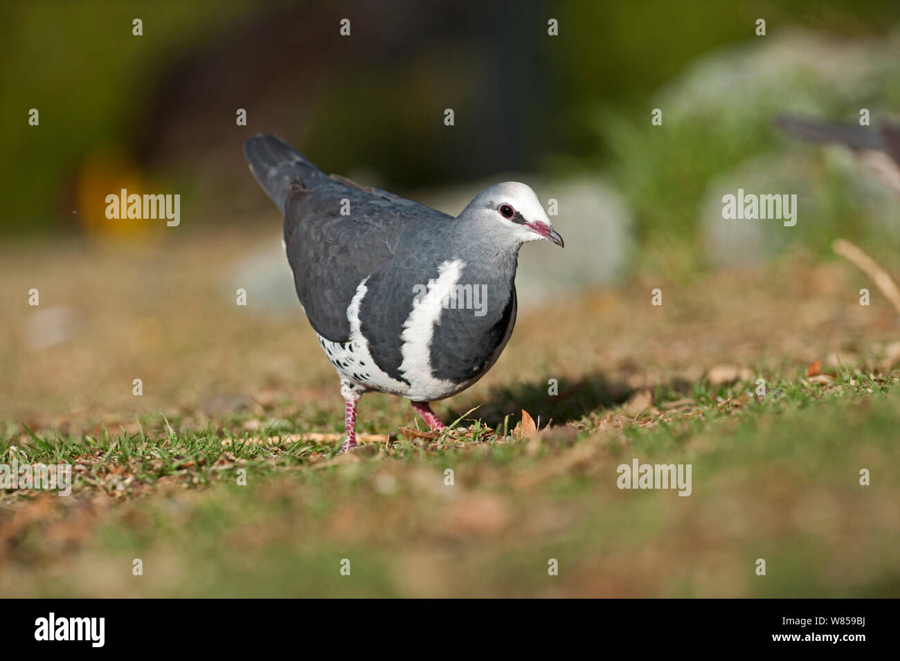 Wonga pigeon pigeon australia lamington hi-res stock photography and ...