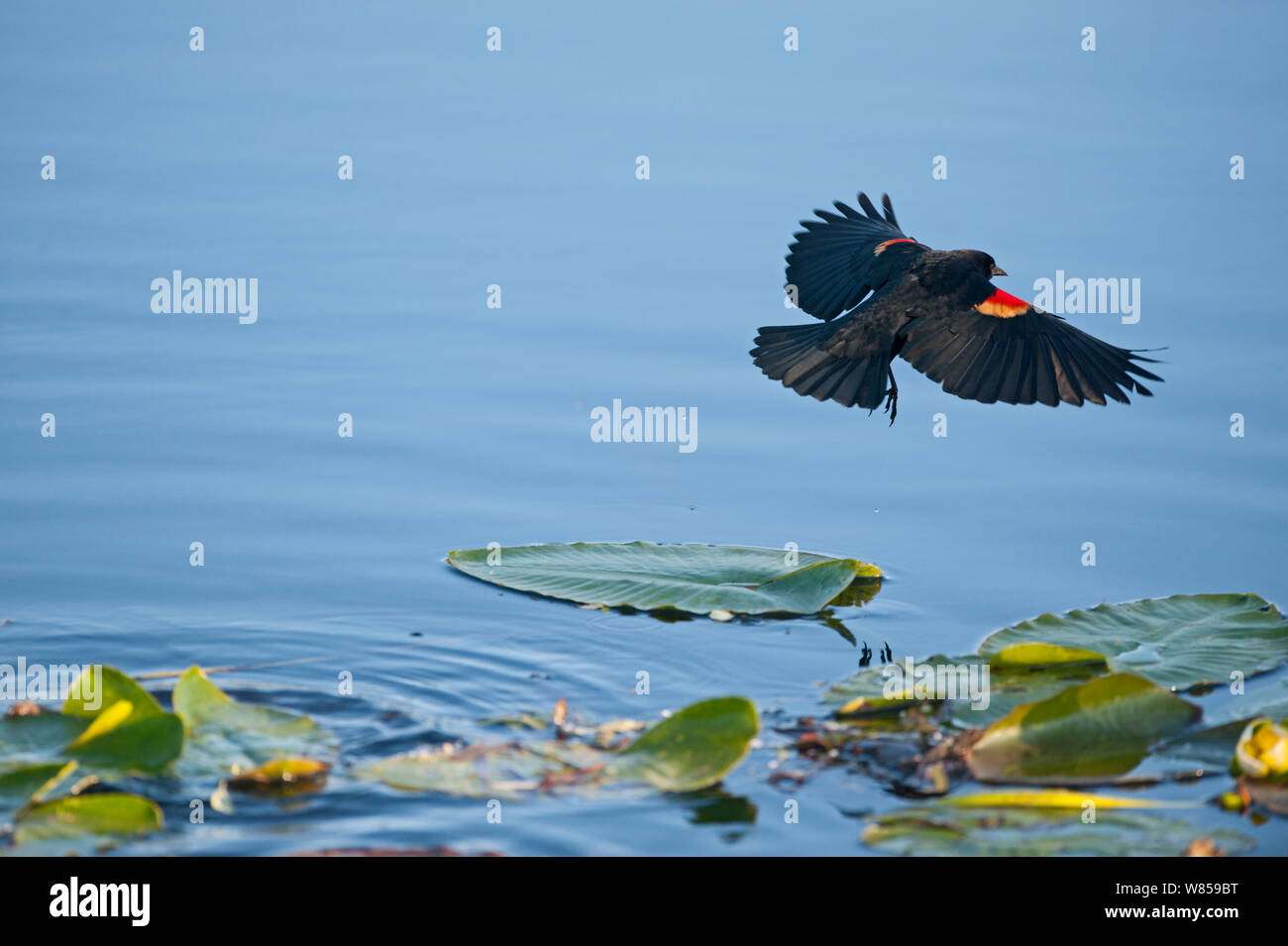 Red-winged Blackbird (Agelaius phoeniceus) in flight over water ...