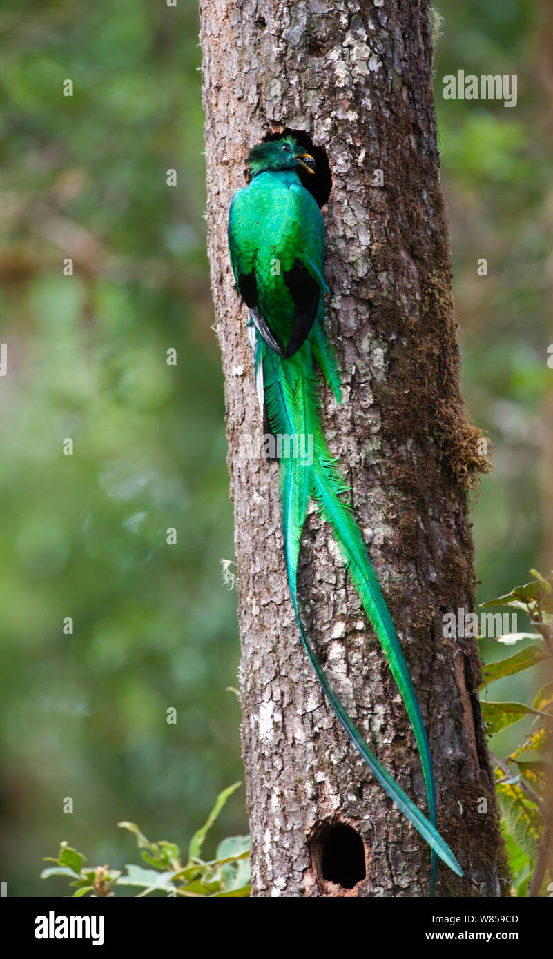 Resplendent Quetzal (Pharomachrus mocinno) male bringing food to nest ...