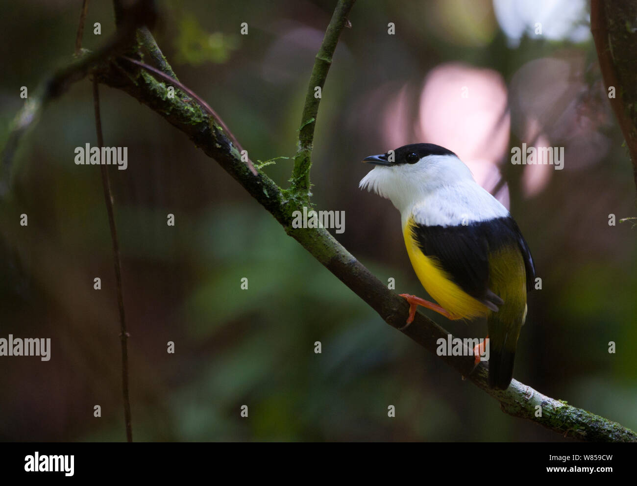 White-collared Manakin (Manacus candei) displaying at lek, La Selva ...
