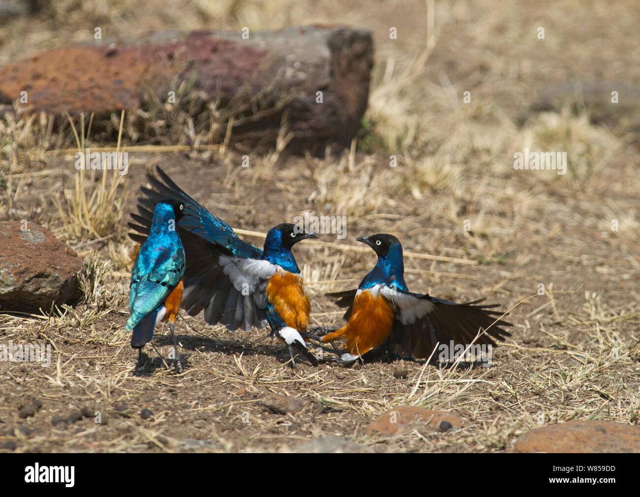 Superb Starlings (Lamprotornis superbus) fighting, Masai Mara, Kenya ...