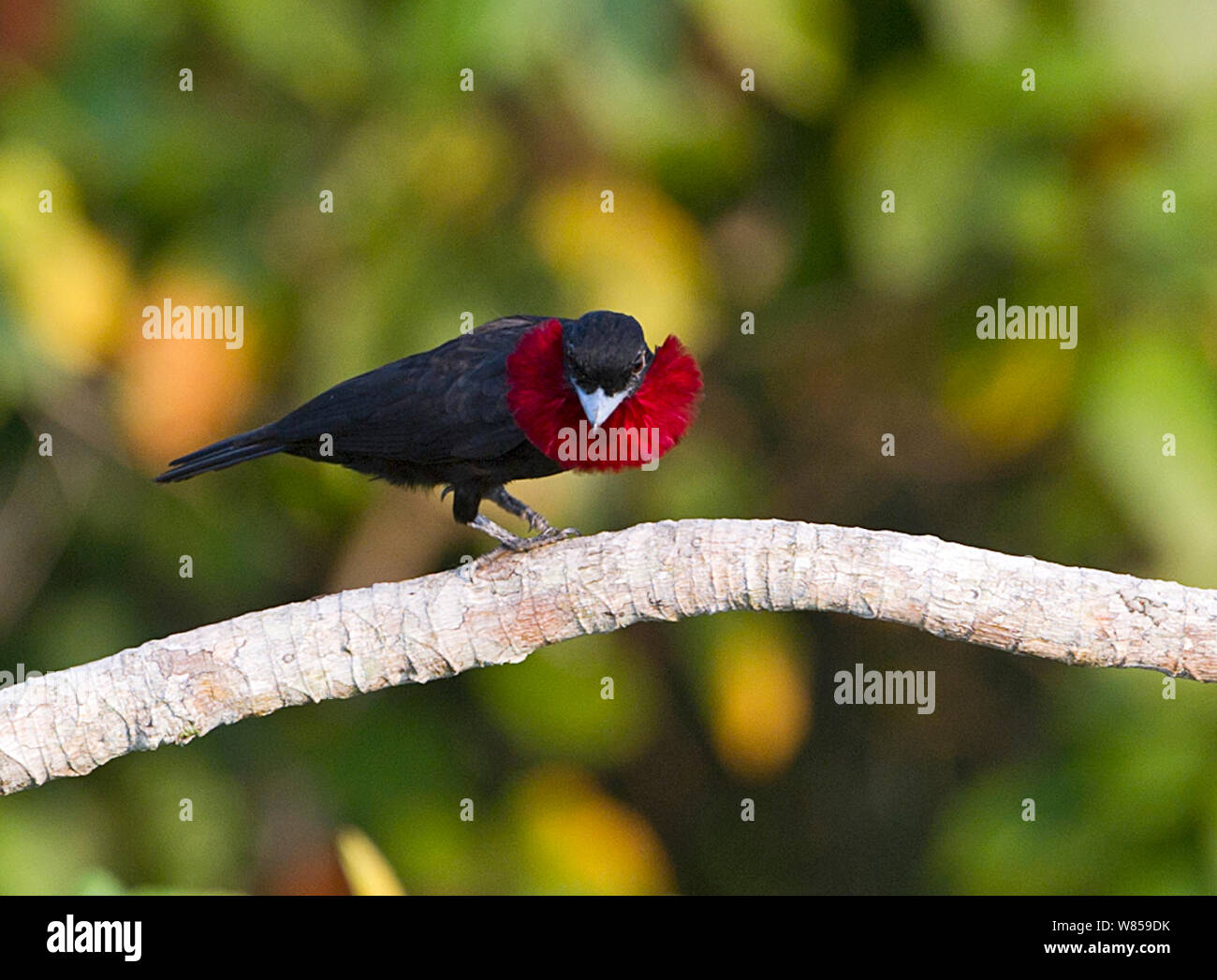 Purple-throated Fruit Crow (Querula purpurata) displaying, Amazon ...