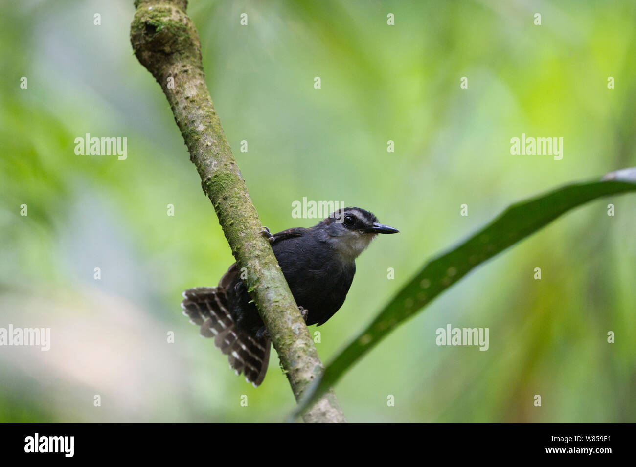 Ant bird hi-res stock photography and images - Alamy