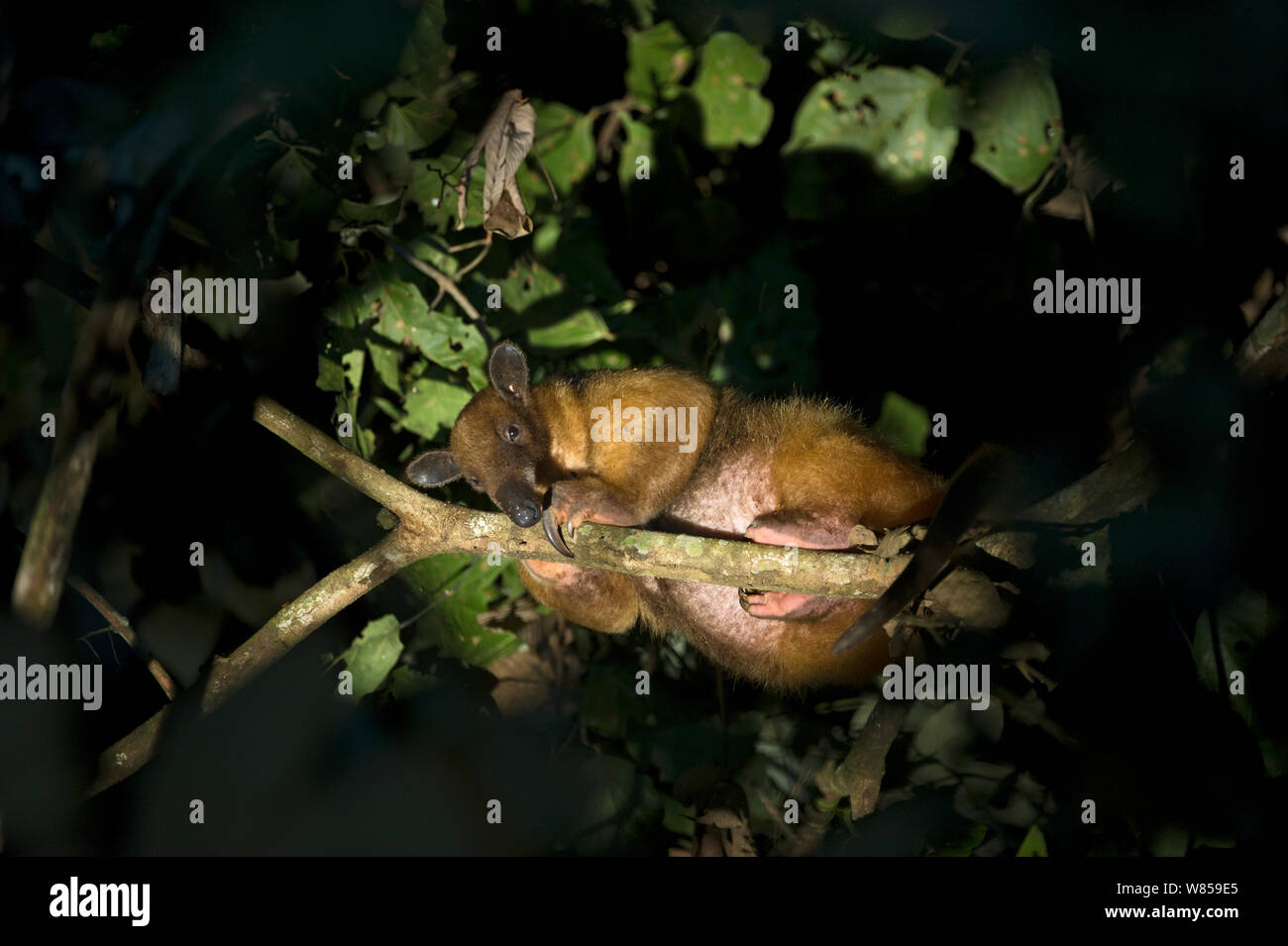 Anteaters peru hi-res stock photography and images - Alamy