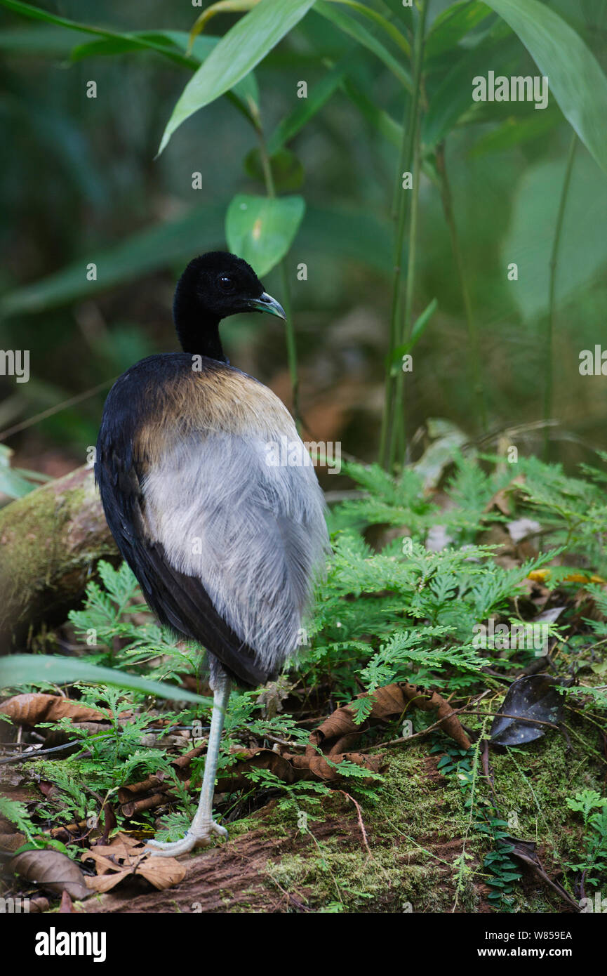Grey-winged Trumpeter (Psophia crepitans) Amazon Rainforest, Peru Stock ...